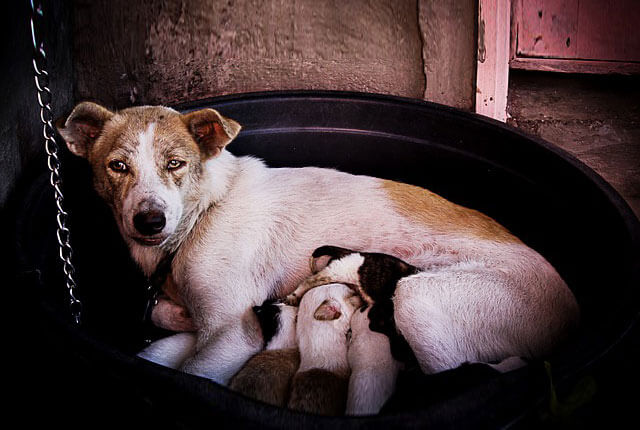 How to Wean Puppies Off Milk - How To Breed Your Dog