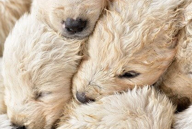 Identifying New-Born Puppies - How To Breed Your Dog